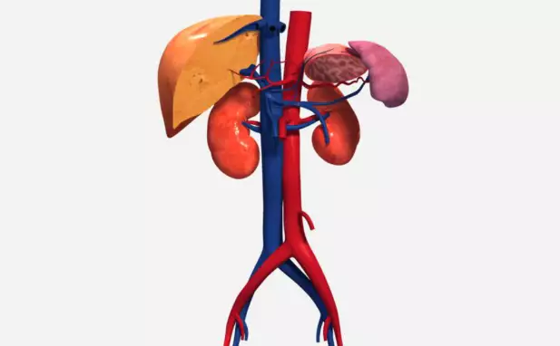 Ultrasound Assessment of the Abdominal Vasculature