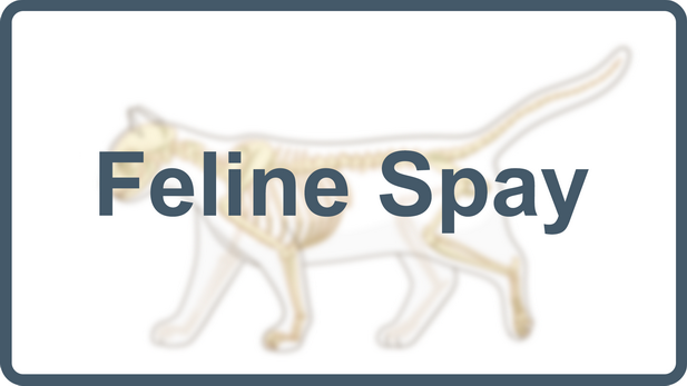 Feline Spay | SimTutor