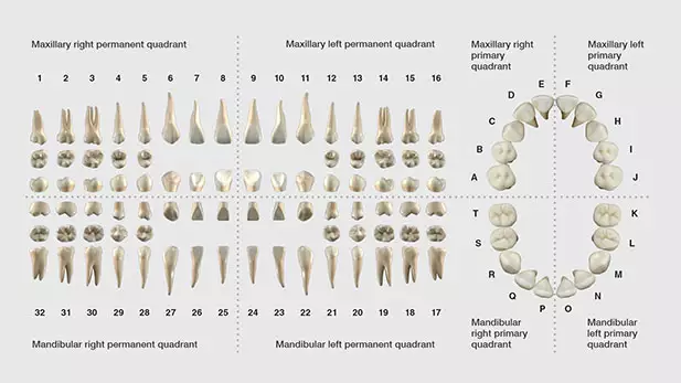 Dental Charting