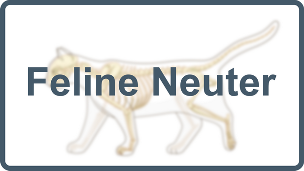 Feline Neuter | SimTutor